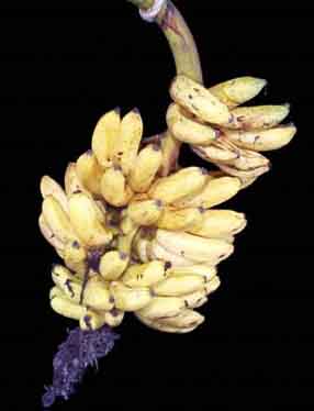 Rose Banana plant and banana trees
